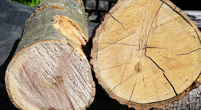 What to know about unseasoned timber for construction? - Wood & Panel ...