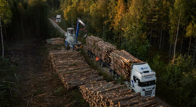 Mastering the Swedish value chain: A guide to the forest industry